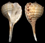 Subgenus Ranularia Schumacher, 1817